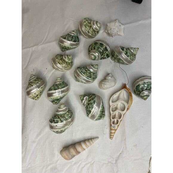 Unbranded | Accents | Decorative Sea Shells Set Of 5 Decor Beach House ...